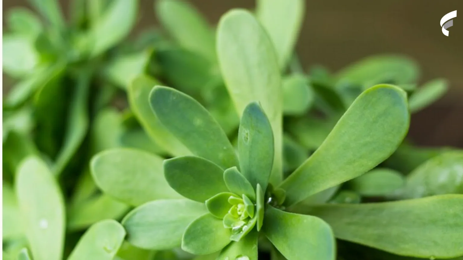Como manter a glicose baixa? Veja planta que regula os níveis de açúcar ...