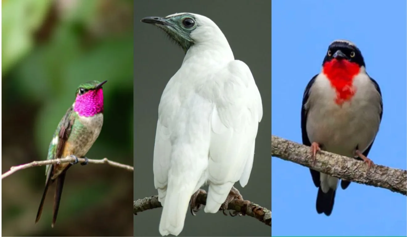 Guia mostra cerca de 400 aves nativas do ES na Reserva Kaetés