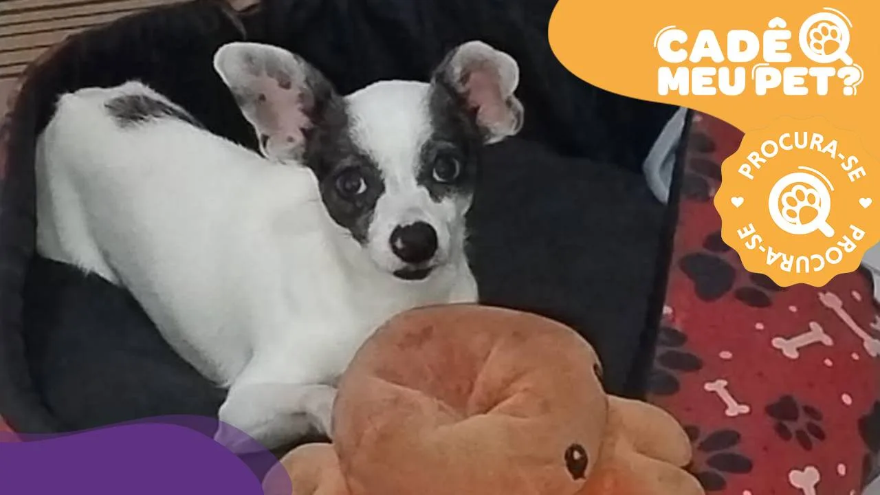 Rex: pinscher mascote de criança autista desaparece em Vitória