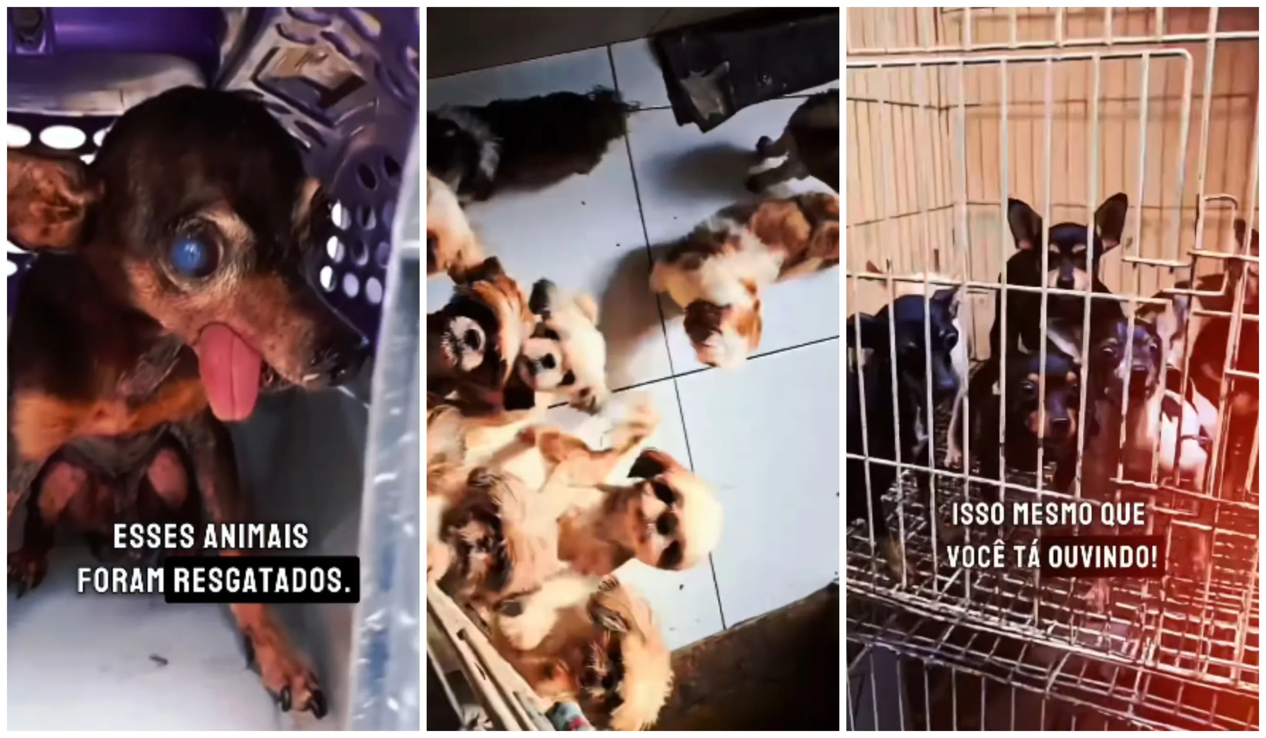 Canil clandestino é fechado e cerca de 80 cães são resgatados em Cariacica