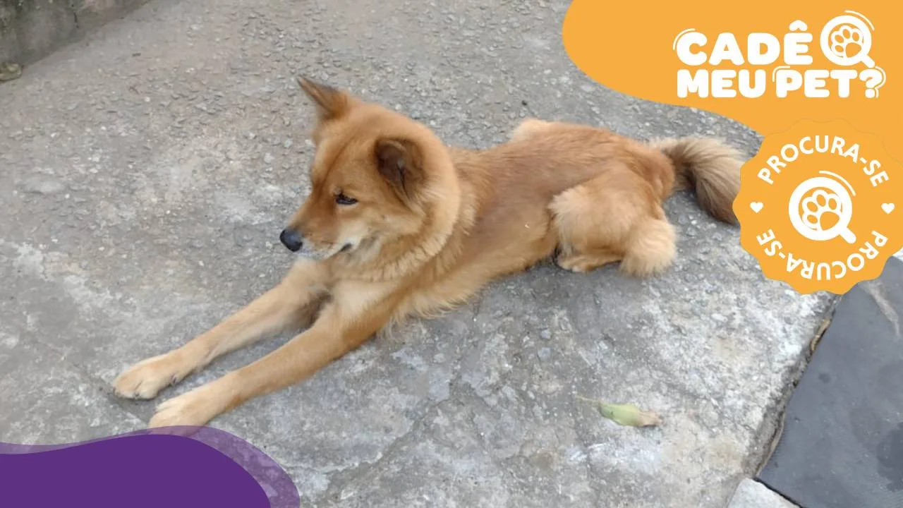 Onde está Judith? Cadela foi vista na Praia do Canto