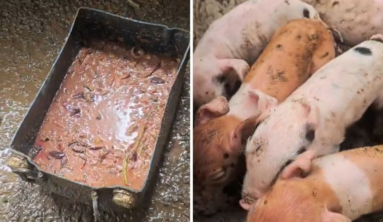 Doze porcos resgatados em situação de maus-tratos em Vila Velha