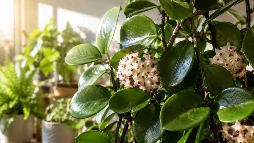 Flor-de-cera: 4 detalhes de cultivo que ajudam a manter as folhas ...
