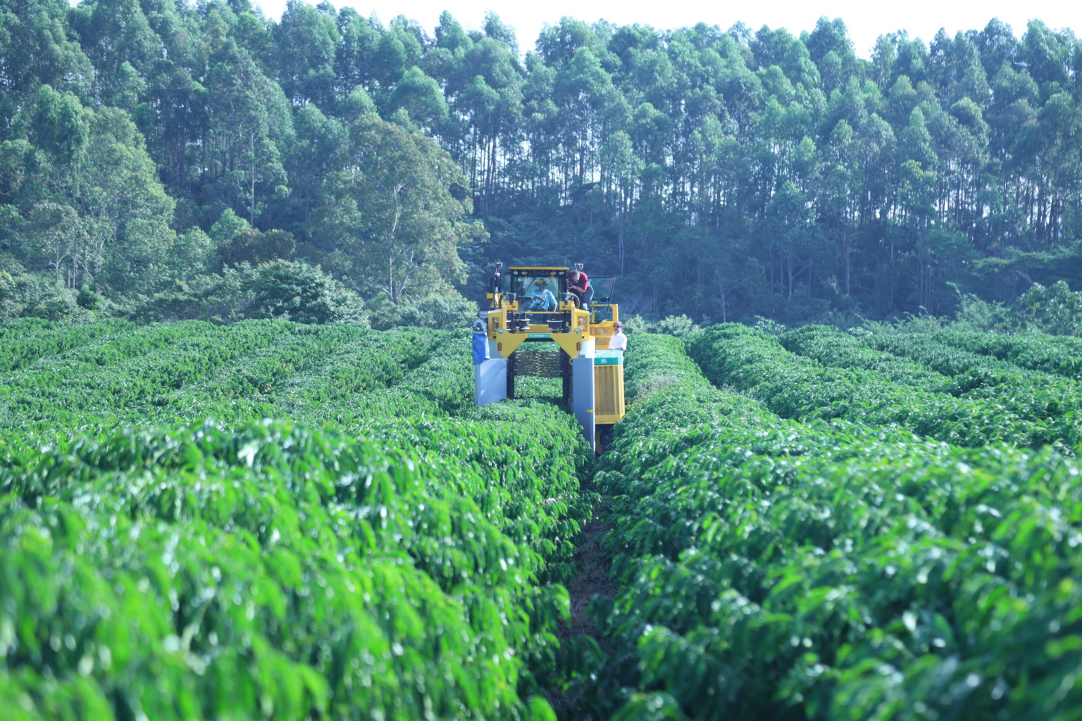 Fazenda Chapadão em Linhares recebe executivos globais da Nestlé e ...