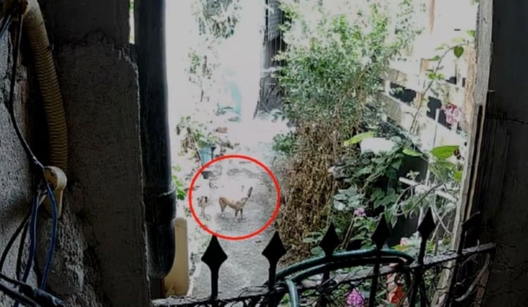VÍDEO: Cadela morre após suspeita de envenenamento em Vitória