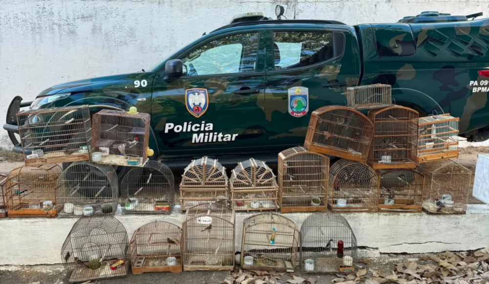 Denúncia leva PM Ambiental a resgatar 22 aves em cativeiro no ES
